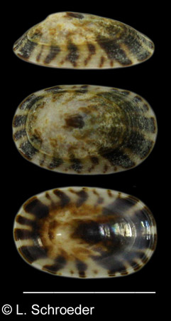 Gastropods - Acmaeidae, Lepetidae, Lottiidae, Siphonariidae, Trimusculidae